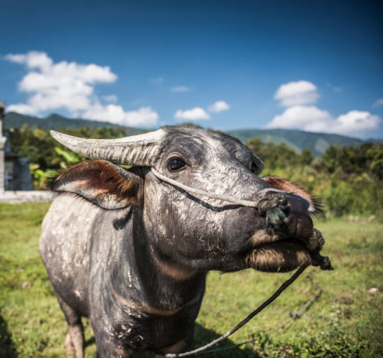 PT. Eka Farma - Pilihan Obat Hewan Terbaik untuk Hewan Indonesia